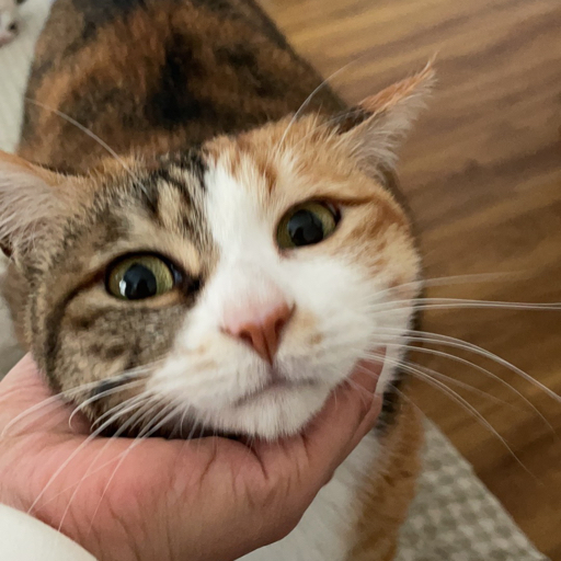 小圆点点点点点点 