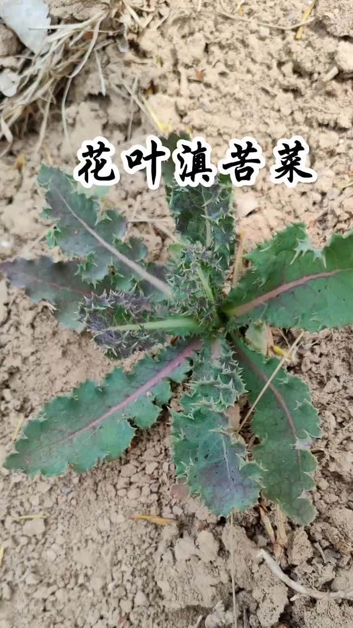 农村常见的野菜,花叶滇苦菜又名续断菊