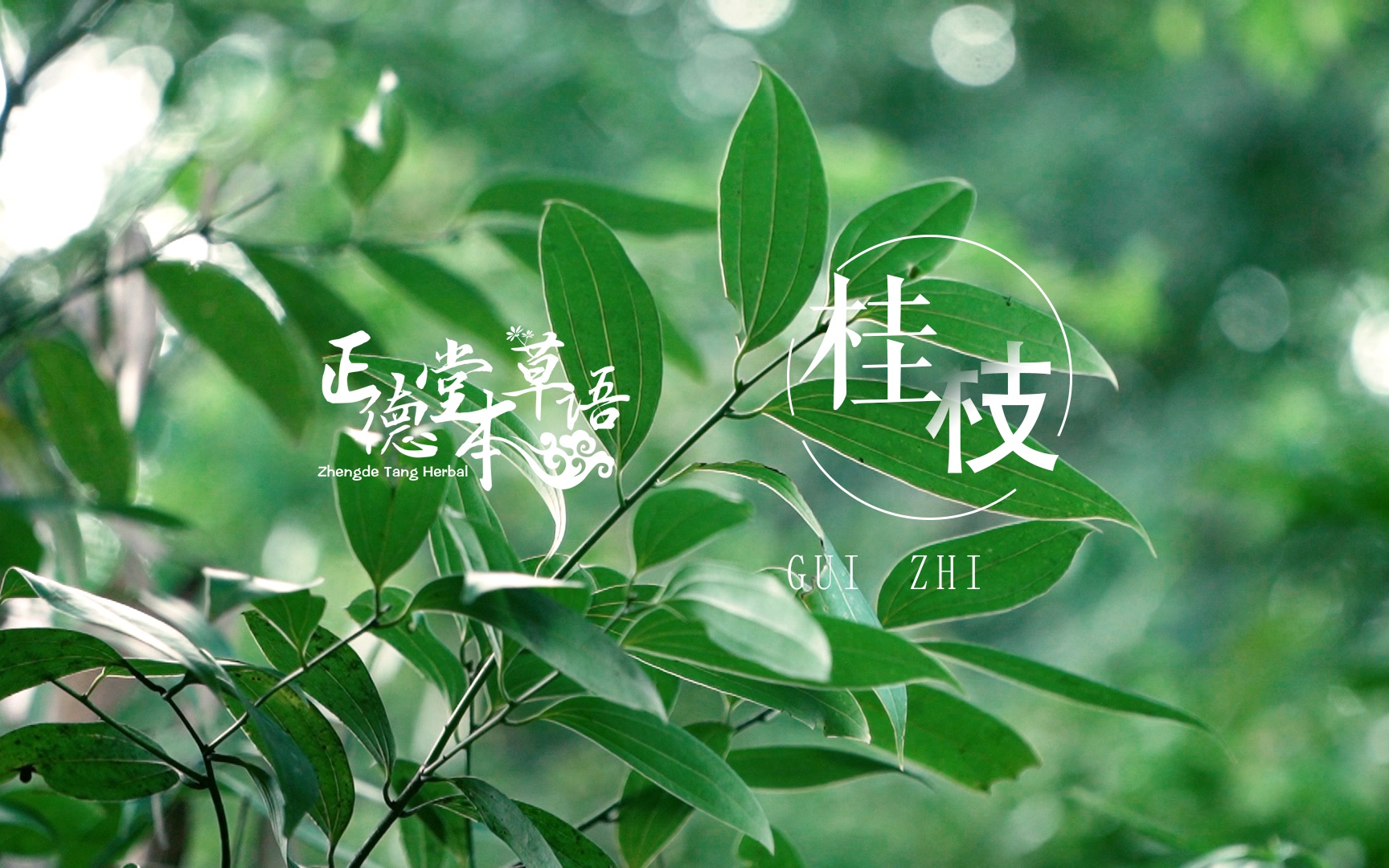 桂枝在生活中它的作用只有你知道的那点么?