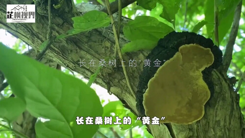 长在桑树上的"黄金",价值堪比灵芝,为何在我国很少人敢种植