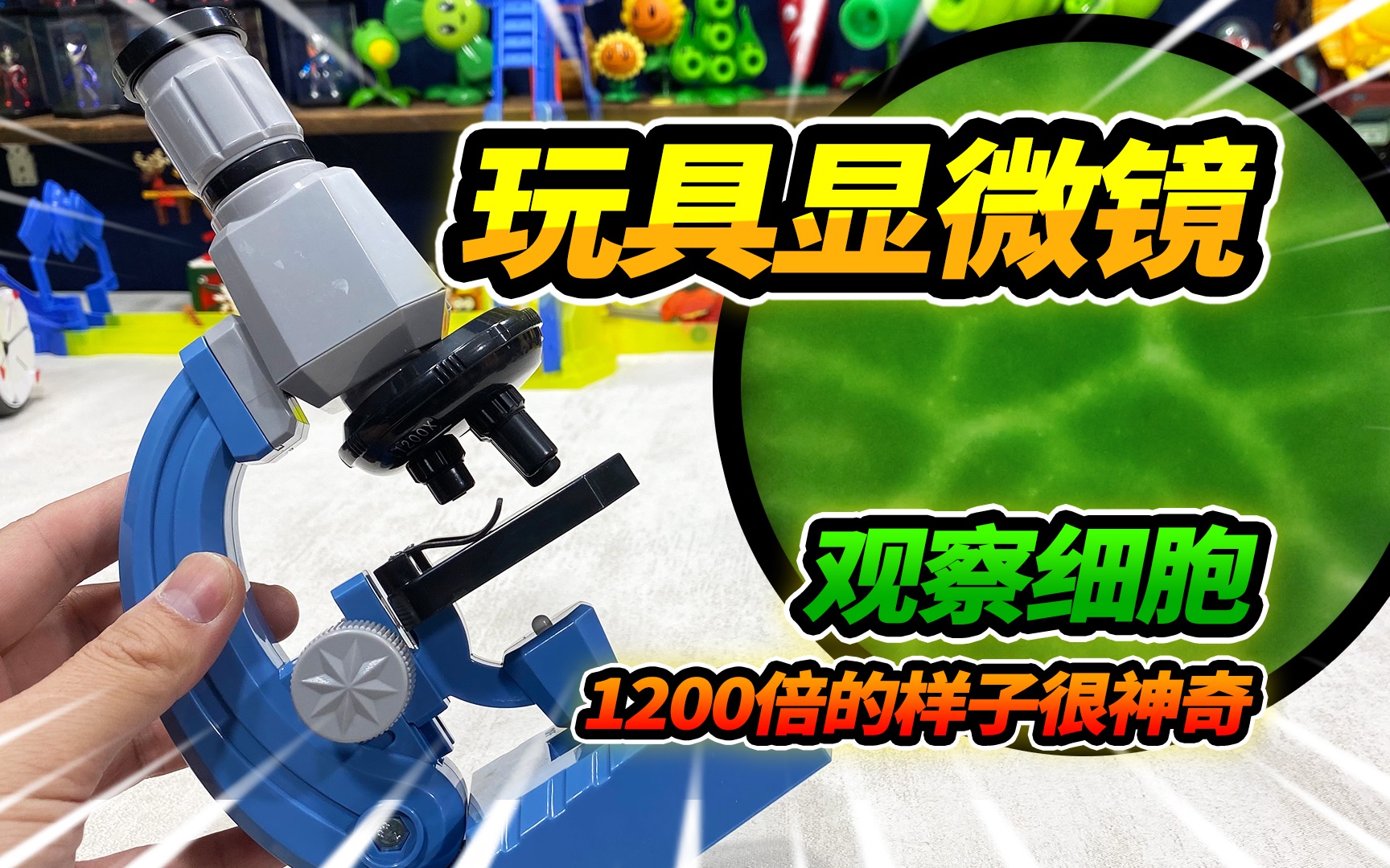 玩具店发现1200倍显微镜,买回家观察植物细胞,感觉太神奇了