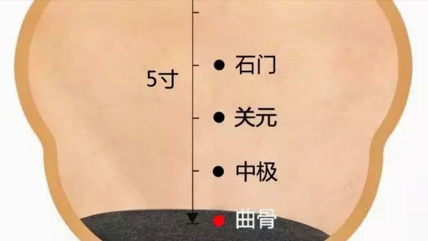 人体要穴曲骨穴