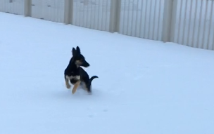 下雪啦!出生后第一次看见雪的小德牧