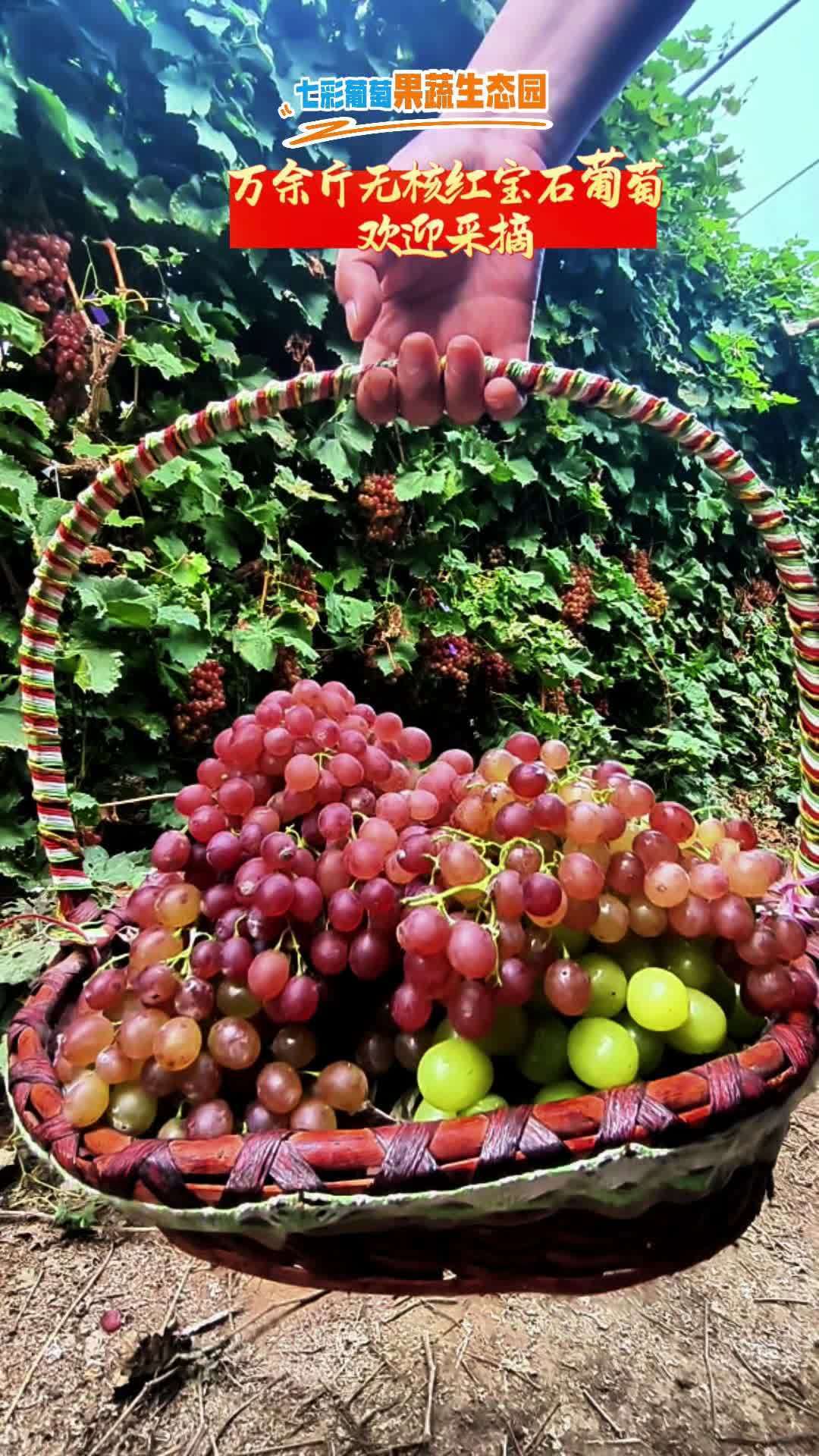 安阳七彩果蔬生态采摘园万余斤天然无核红宝石葡萄,欢迎来采摘