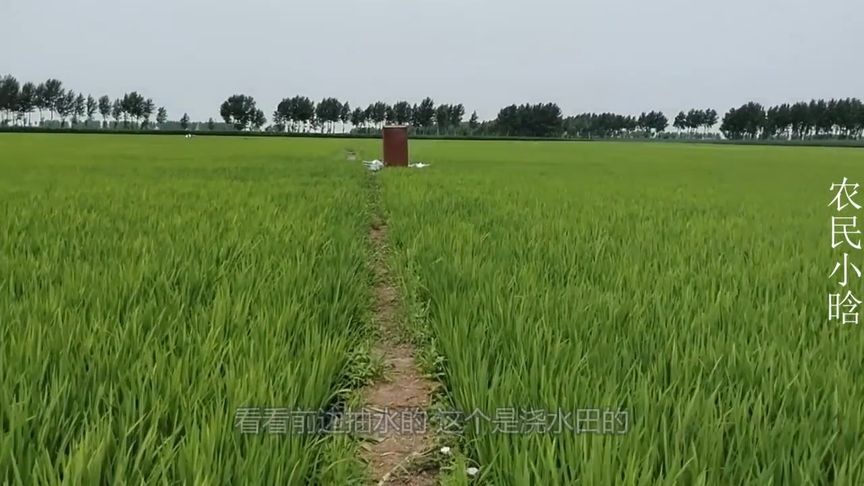 农村大爷浇水稻呢,咱看看去,顺便和大爷学习一下种植方法