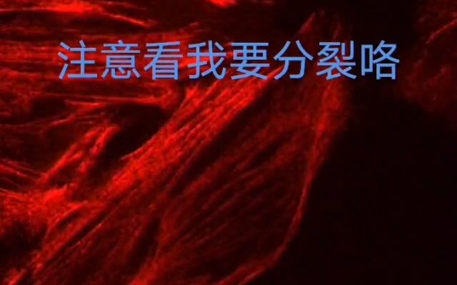 科研小确幸第八弹~显微镜下的细胞分裂
