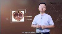 7.1 男性泌尿生殖系统的解剖及其功能(建设身体公众号:jiansheshenti)
