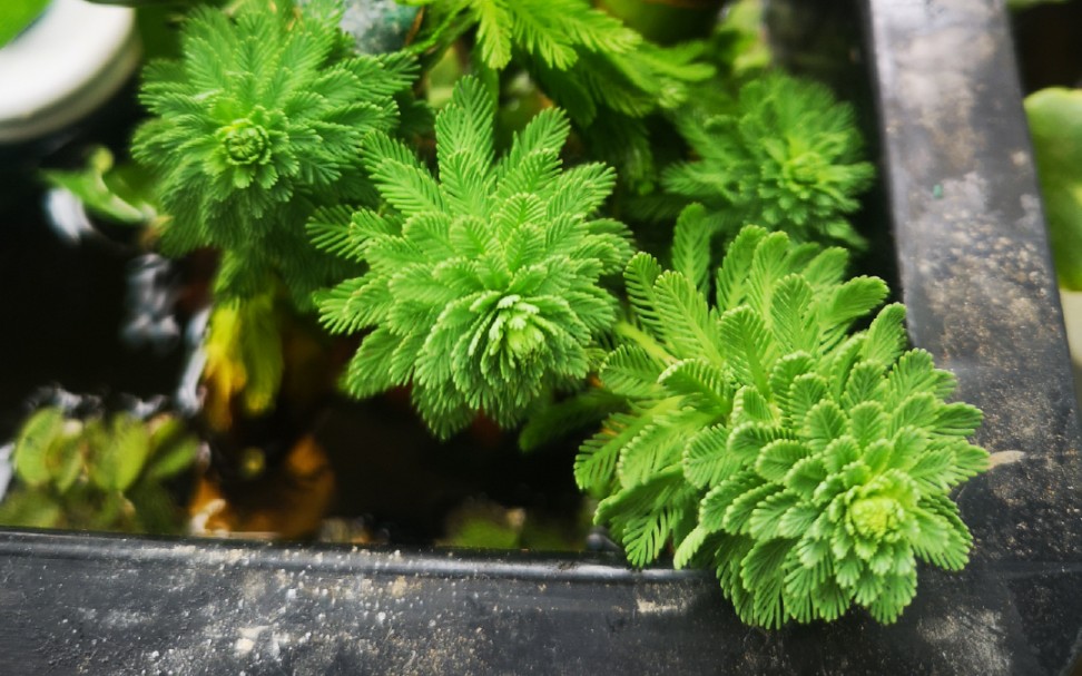 养鱼的女人。(周转箱自制+简易过滤)