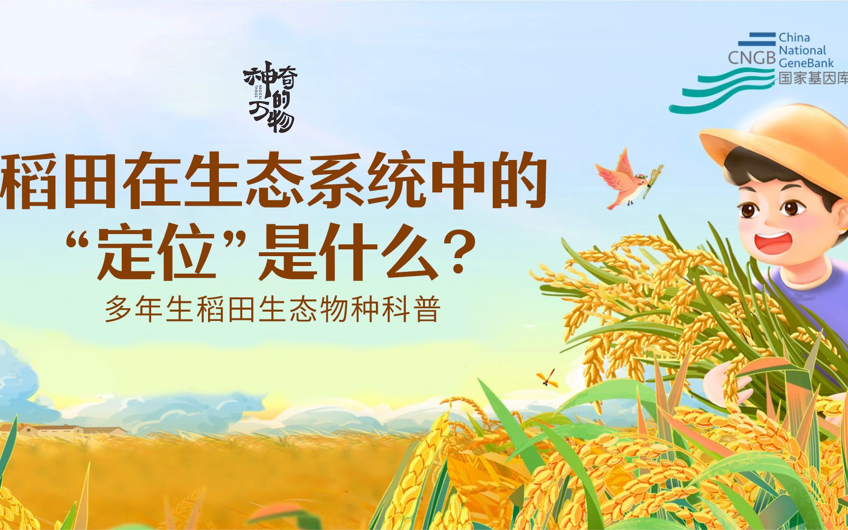 多年生稻田生态物种科普:稻田在生态系统中的“定位”是什么?