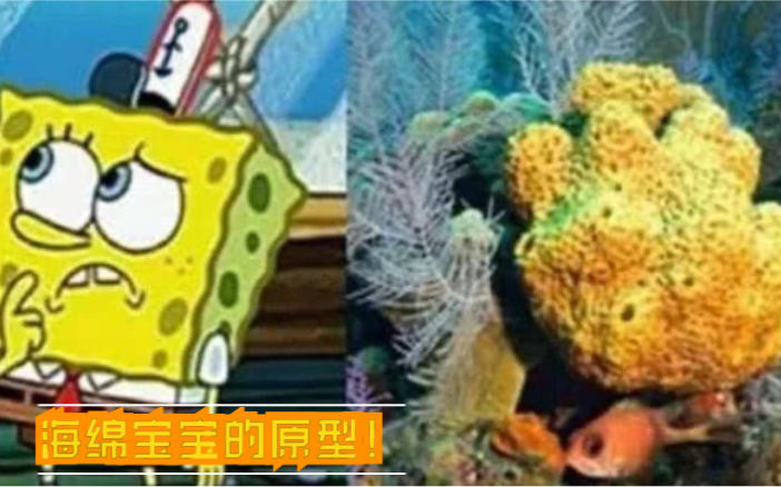 原型大揭密——《海绵宝宝》篇