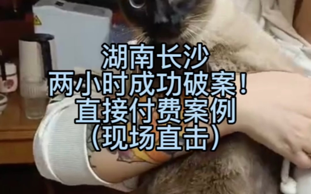...#长沙寻猫##长沙找猫团队##长沙专业找猫# #柯南寻猫寻狗专业南...