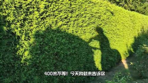 绿篱修剪大揭秘!一天百米不是梦,效率翻倍全靠这招!