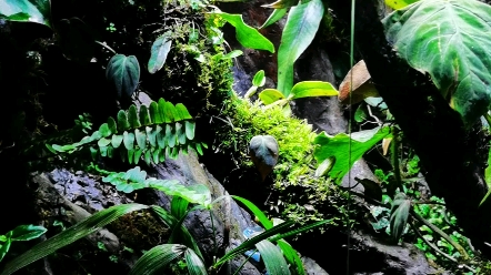 雨林缸里面动植物们,姥爷树蛙把睫角守宫当成了食物,睫角守宫一点都...