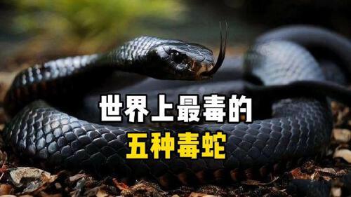 世界上最毒的五种毒蛇,你知道几种?