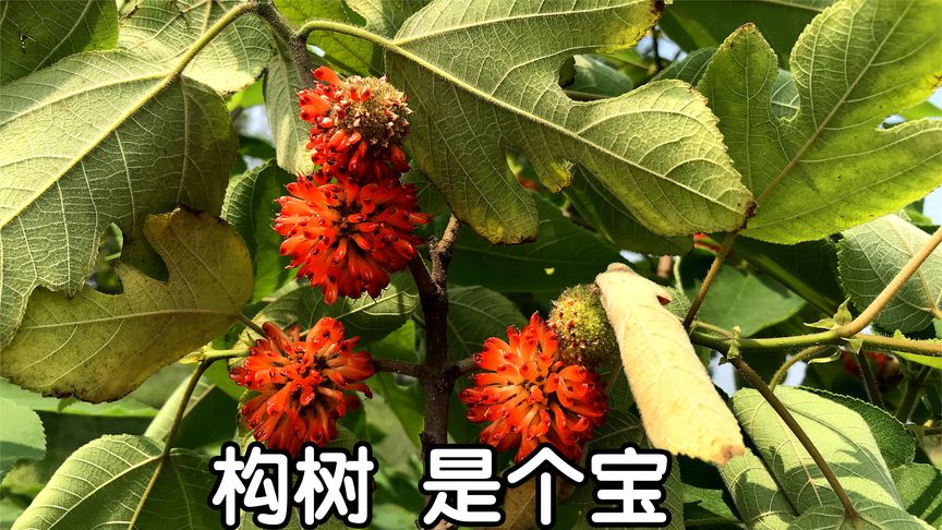 构树果,人称天然肾宝,到底有啥价值?解决不少烦恼