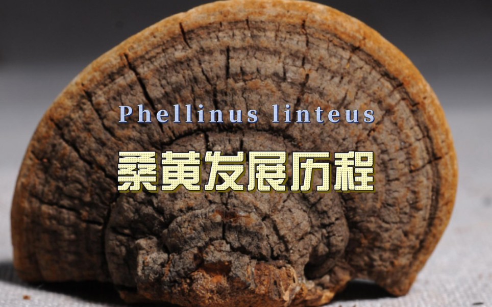 桑黄的发展历程