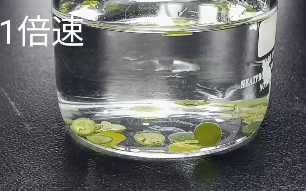 【生化实验】植物行光合作用释放氧气使叶锭浮出水面 全过程