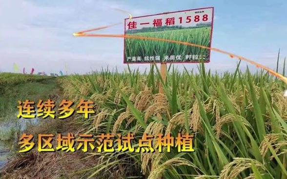 高产优质水稻种子佳一福稻1588,产量高米质优抗旱抗倒抗病性强