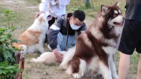 遛狗不栓绳,大狗突然发狂咬死小狗,如果是咬到人该怎么办?