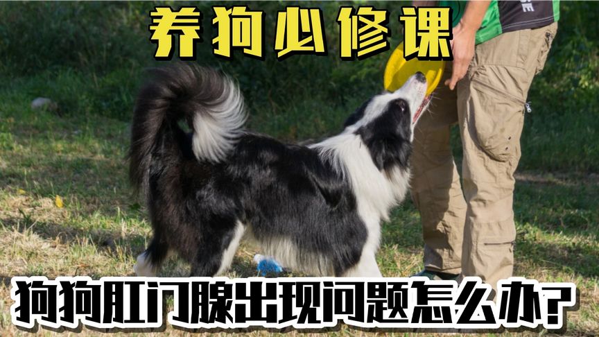 铲屎官的必修课,狗狗肛门腺出现问题,的正确处理方法