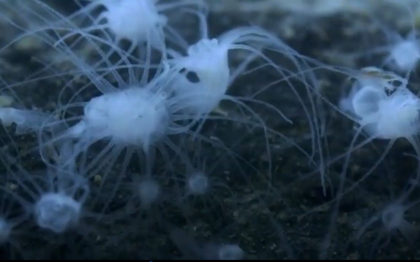 【海月水母】-水螅的进化过程