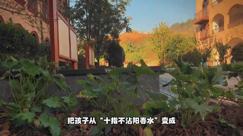 劳动实践活动内容及过程