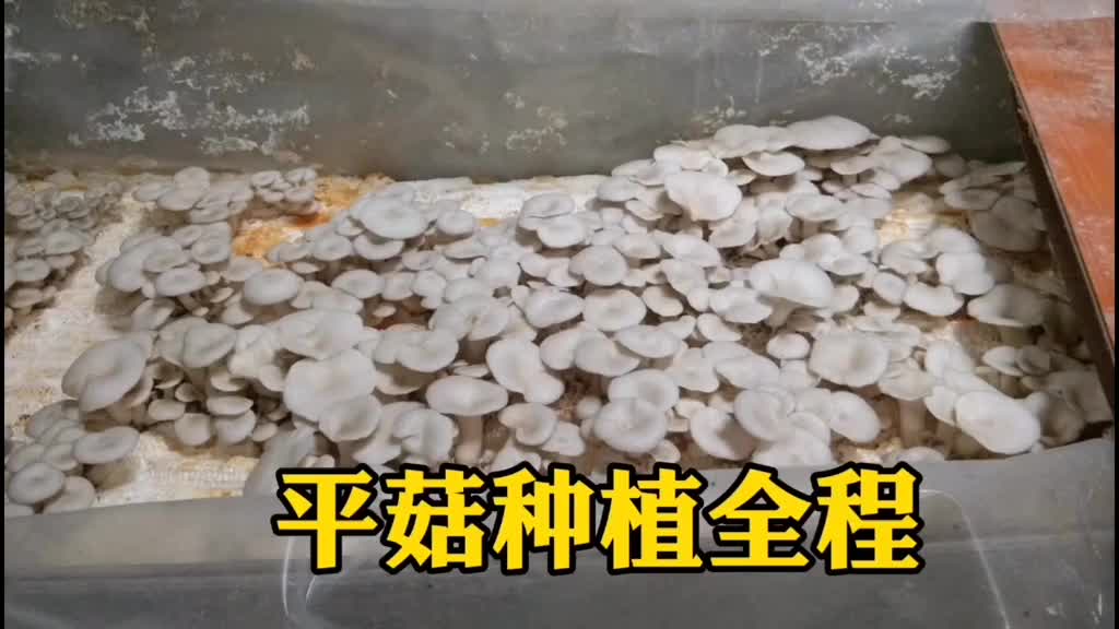 玉米芯种植平菇的全过程,看完你就学会了,1万斤玉米芯出1万斤菇!养...