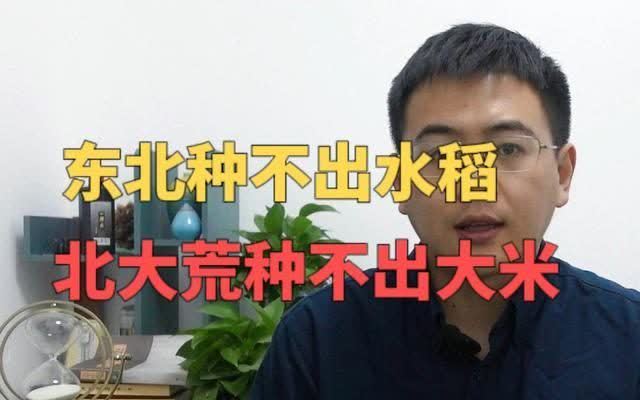 东北种不了水稻,北大荒种不出大米? 三农 东北水稻 东北农业