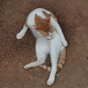 多羊安慕希 