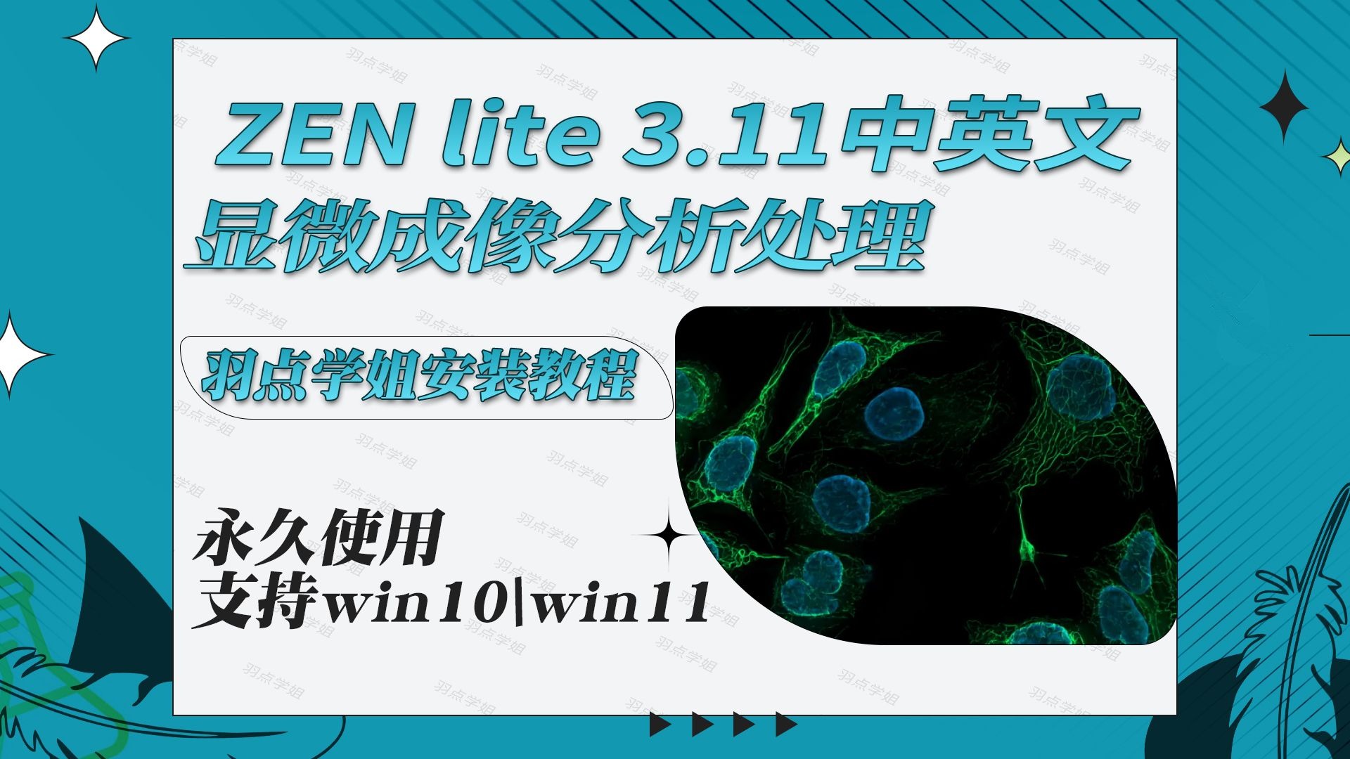 中文版ZEISS ZEN lite3.11永久蔡司支持win11版本激光共聚焦软件一键...