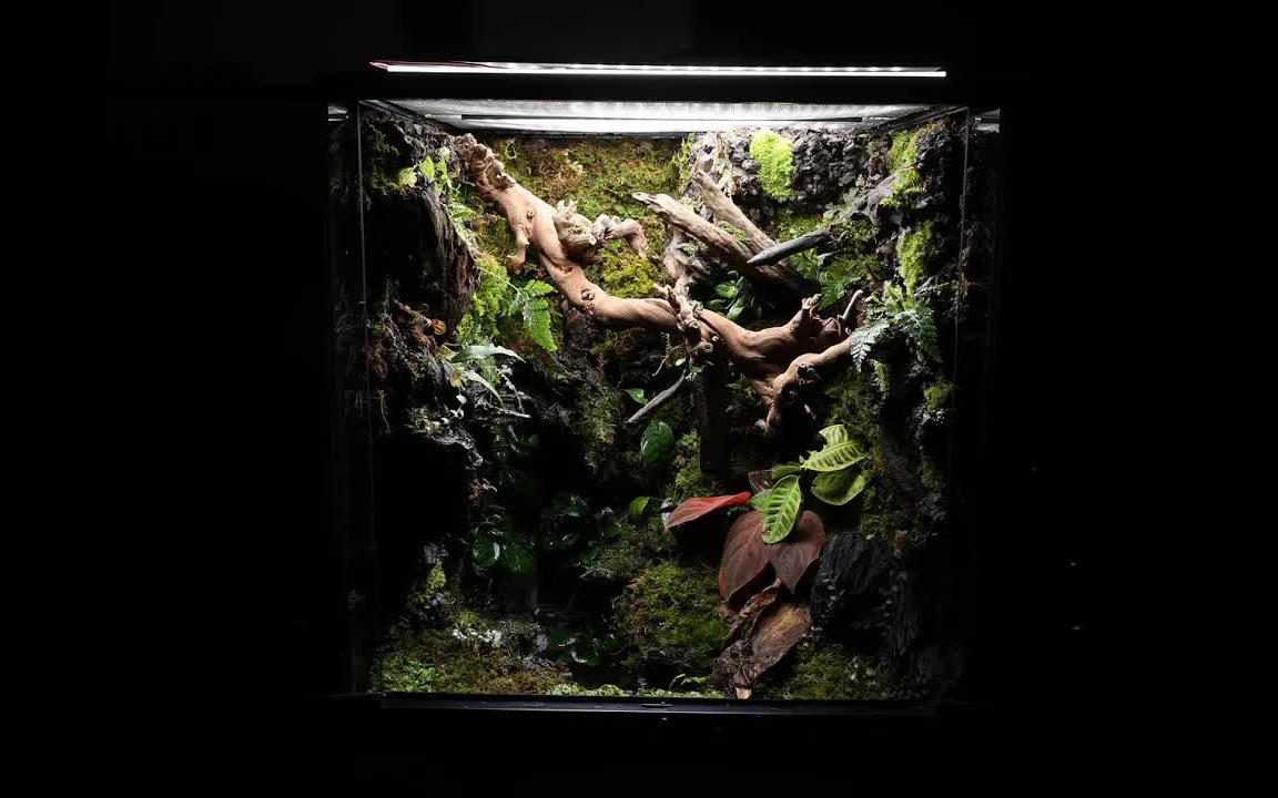 [雨林缸]藤蔓瀑布45x45x60|biotope gallery