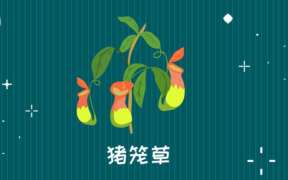 猪笼草真的会吃虫子吗?