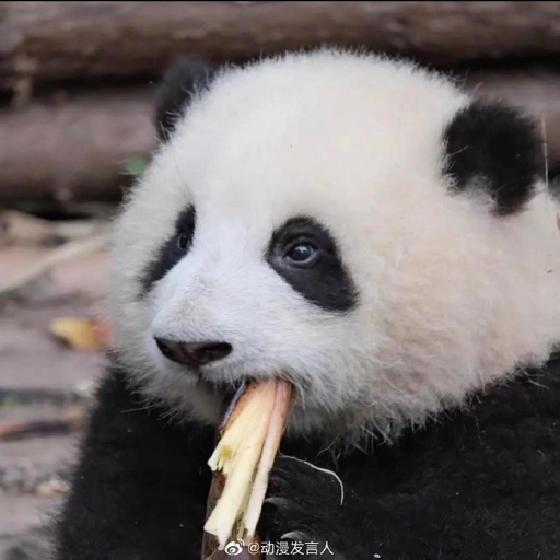 生产队的驴三哥 