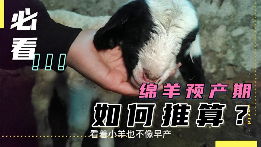 绵羊的预产期如何推算?算准预产期也可以提高羔羊的成活率!