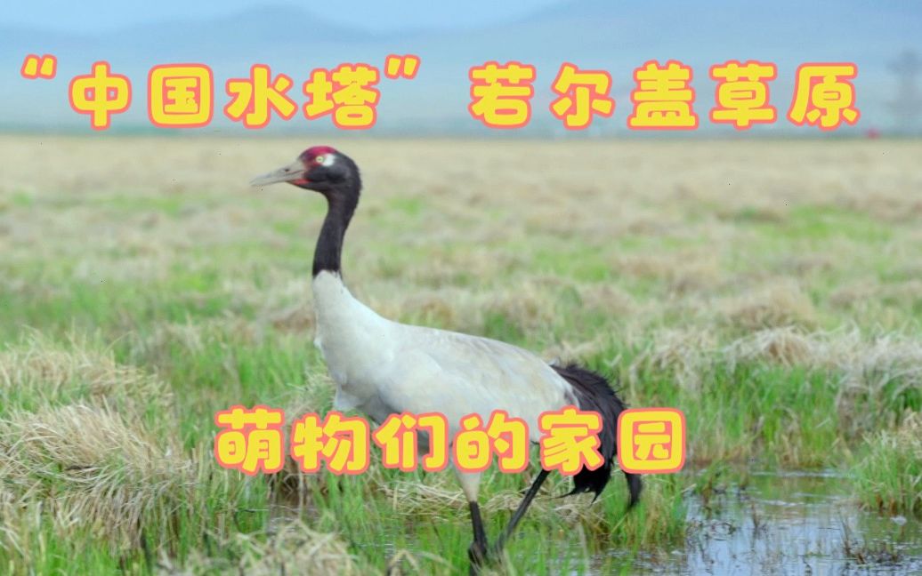 山水中国·春:“中国水塔”若尔盖草原,萌物们的家园