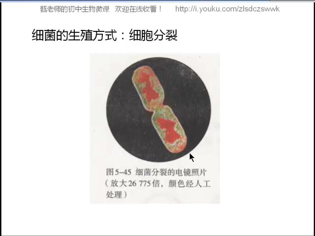 初中生物原创微课视频 八上 28 细菌(2)