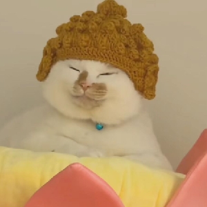 bili_3493259208821232 