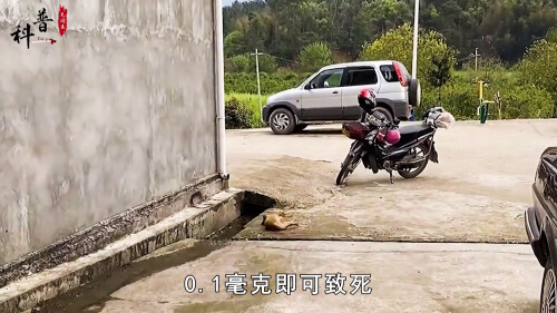 0.1毫克即可致死,毒狗针到底有多毒?被毒死的狗还能吃吗?