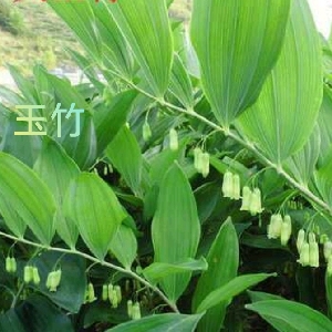 甘平玉竹 
