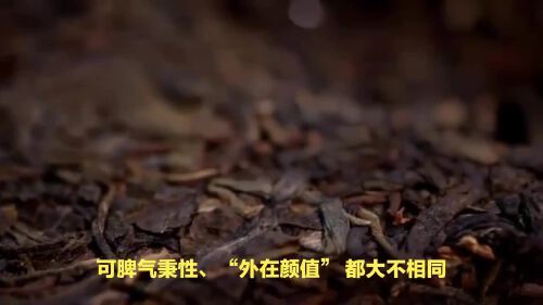 生普熟普大不同,谁才是你的茶界 "本命"?