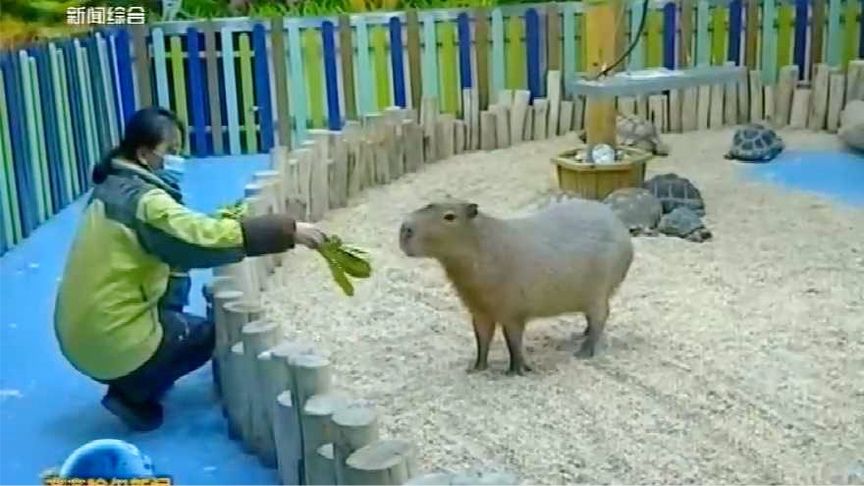 齐齐哈尔新闻:龙沙动植物园保障动物安全过冬