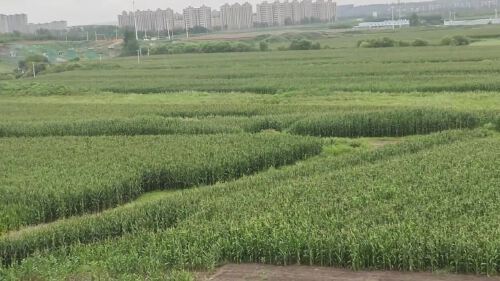 东北苞米地大丰收!金黄玉米海洋一眼望不到边