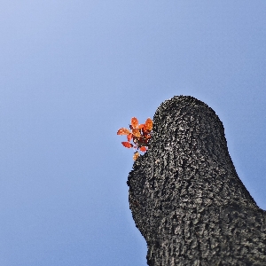 喵屋菌 