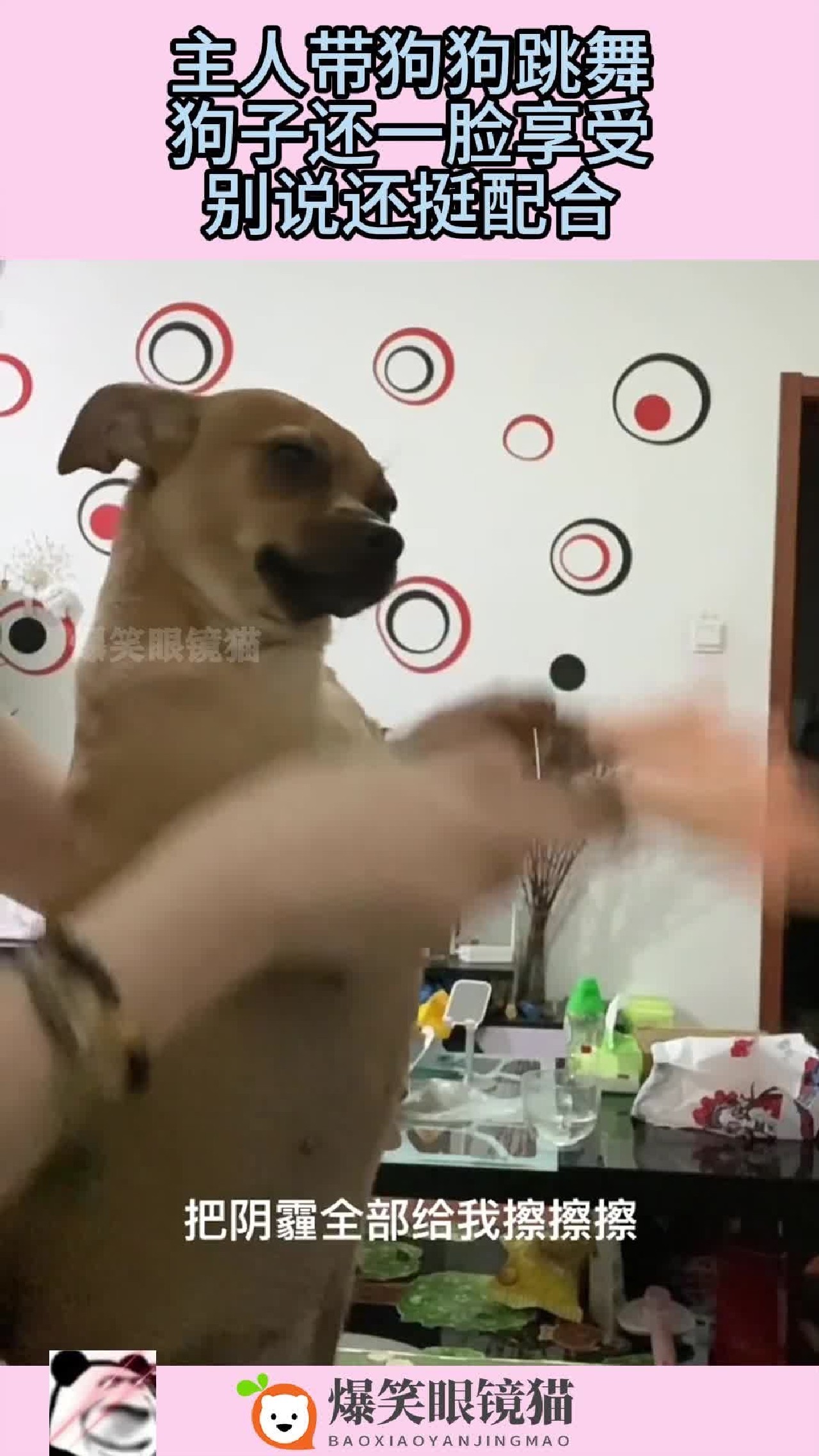主人带狗狗跳舞,狗子还一脸享受,别说还挺配合!