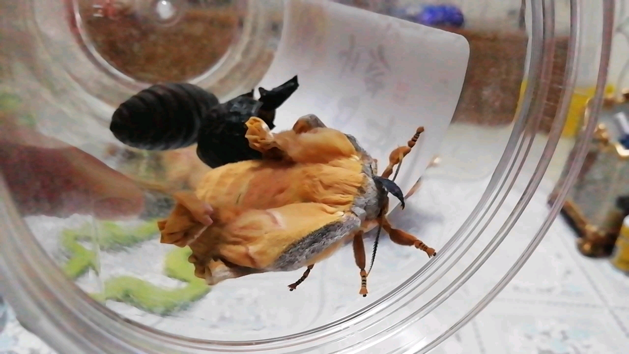 蚕蛹真的变成蛾子了,但是为什么蛾子不飞呢?