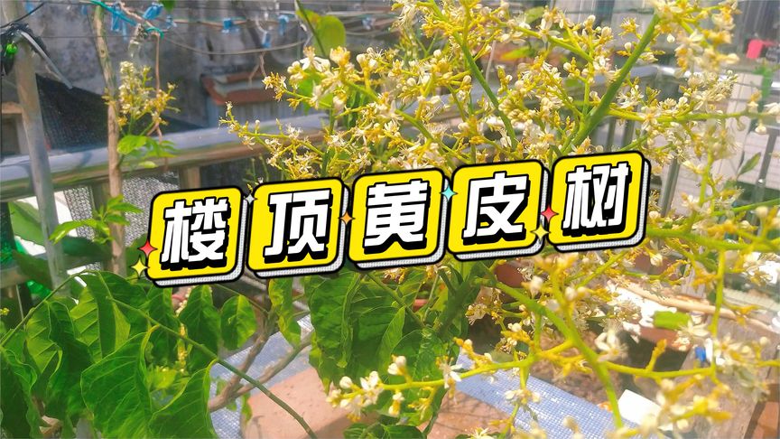盆栽的黄皮果挂果多阳台盆栽黄皮果黄皮开花了黄皮果好吃容易种植