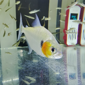 游鳍爱养鱼 