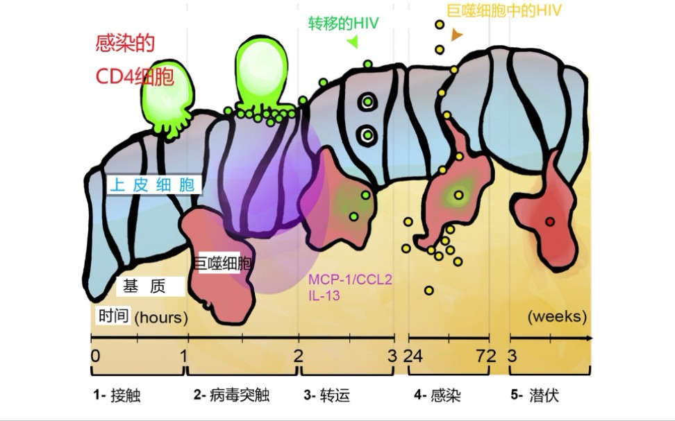 高危之后什么时候阻断?HIV病毒是怎么感染正常细胞的?带你了解感染...