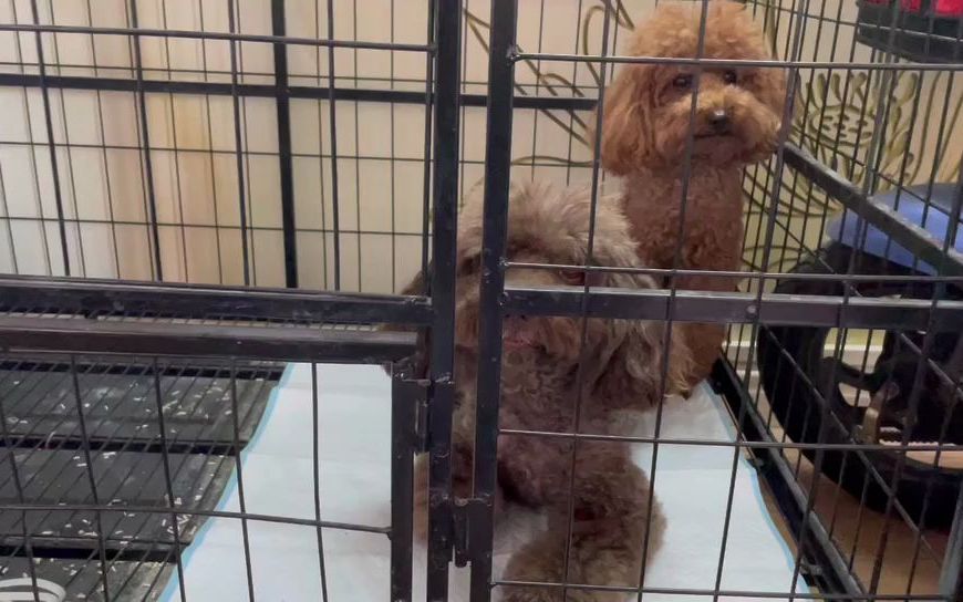 火车宠物猫托运怎么办理