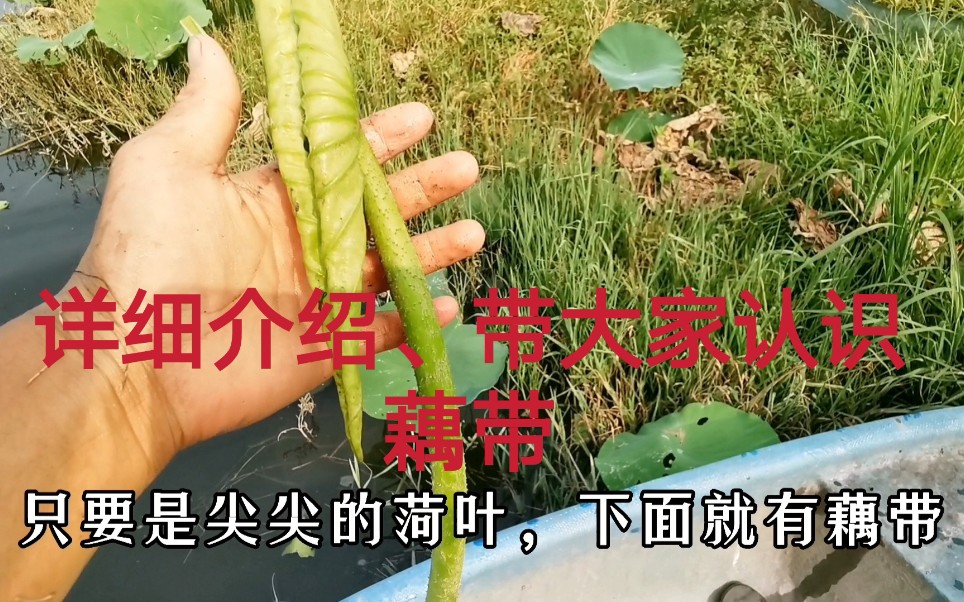 农村小伙种水菜,详细介绍讲解藕带,听完彻底明白什么是藕带